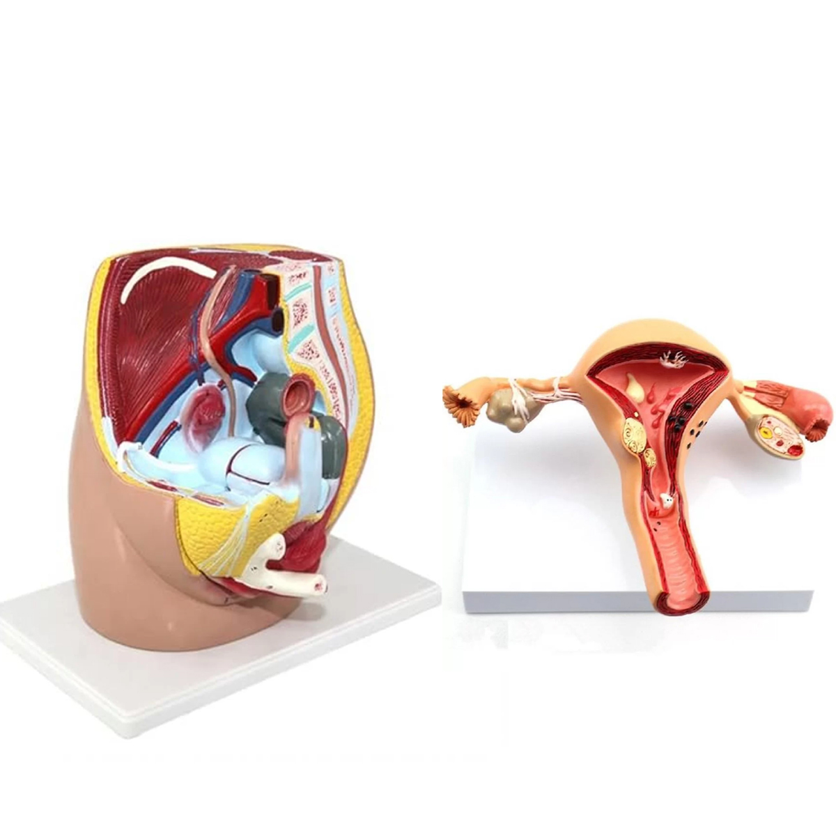 Female Reproductive System Anatomy & Pathology Bundle - Myaskro